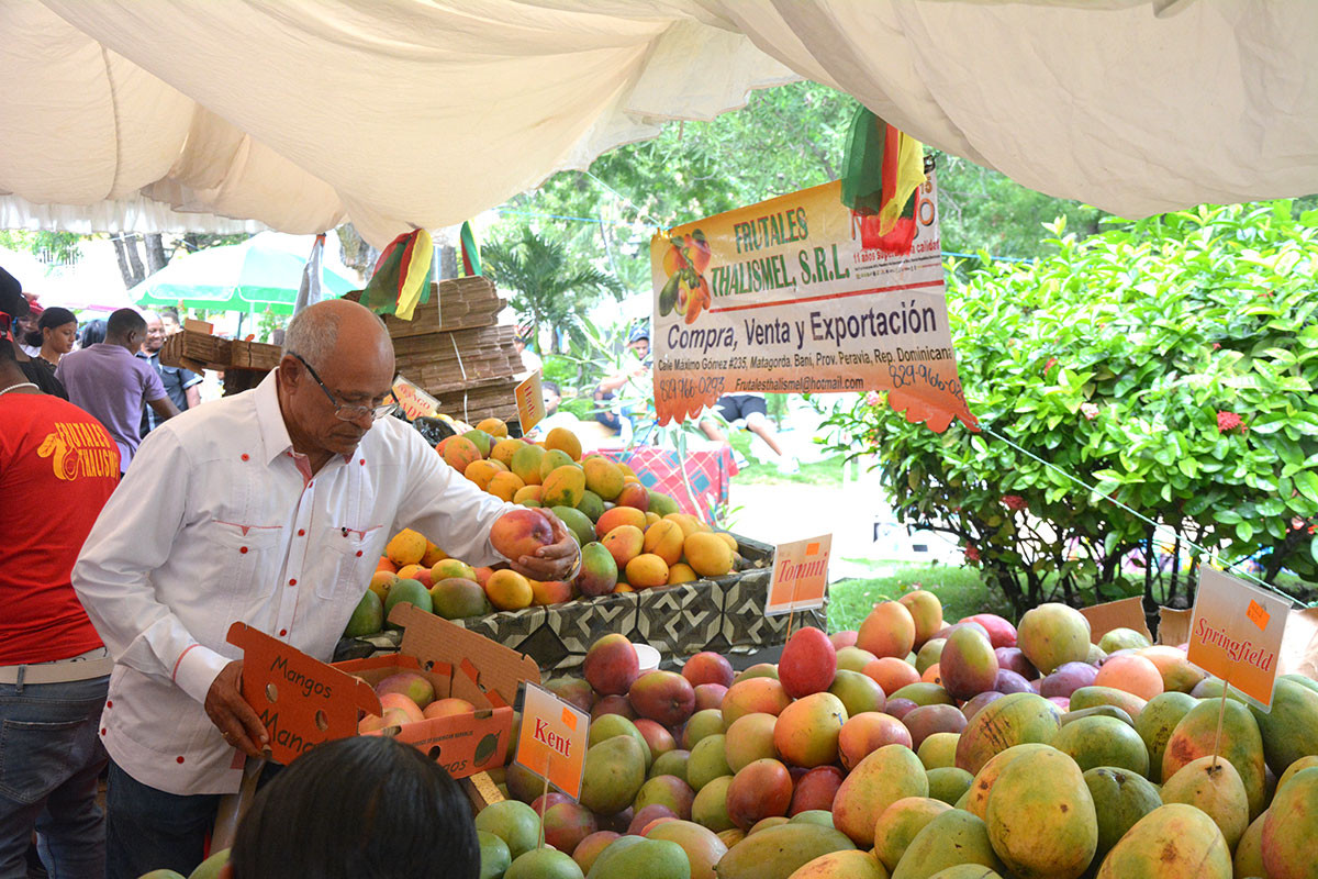 El mango dominicano cautiva el mercado y se posiciona en exterior